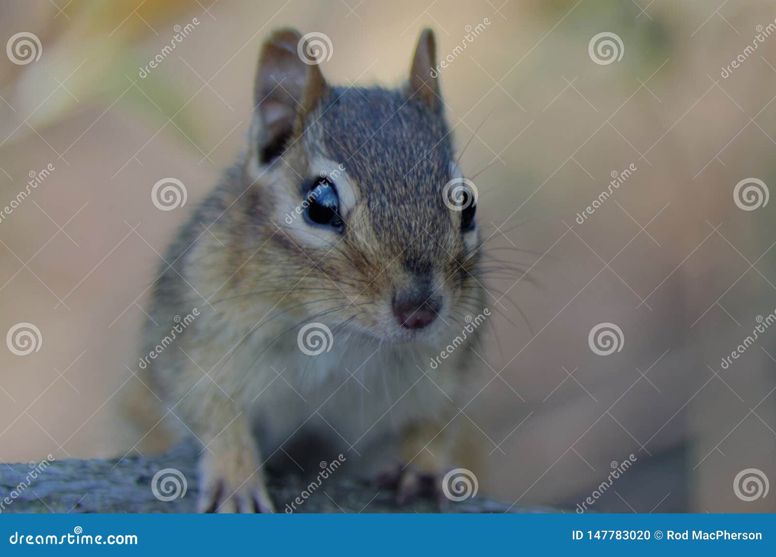 Chipmunk Close-up stock photo. Image of park, outdoor - 147783020