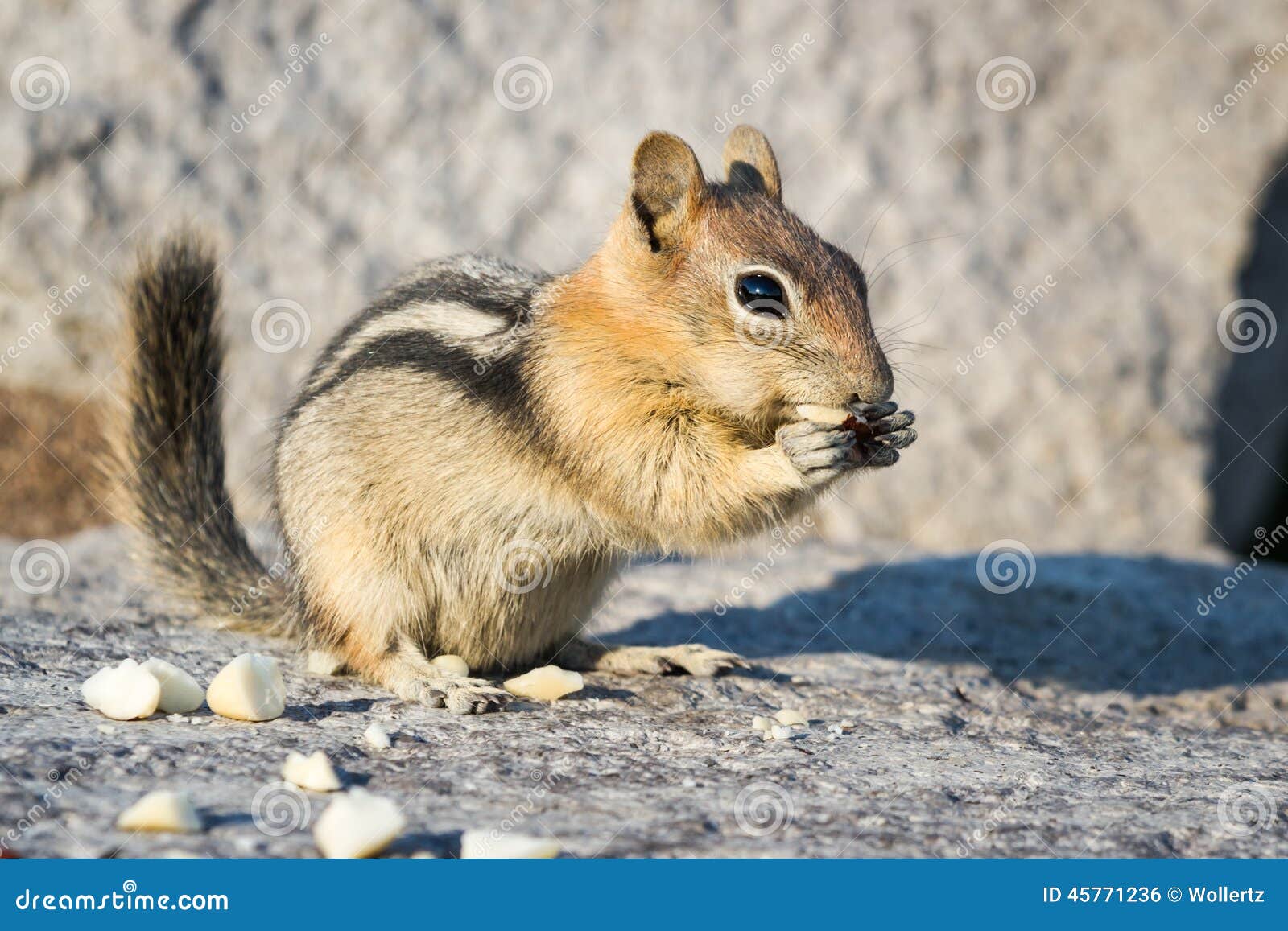Chipmunk close up stock photo. Image of brown, expression - 45771236