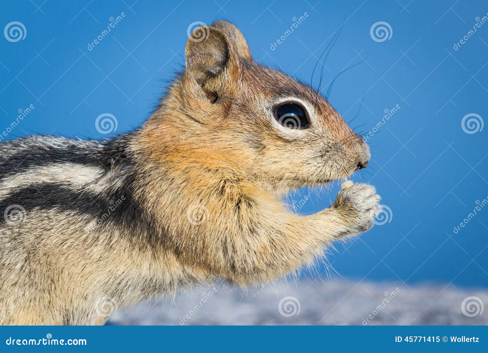 Chipmunk close up stock image. Image of peace, peanuts - 45771415
