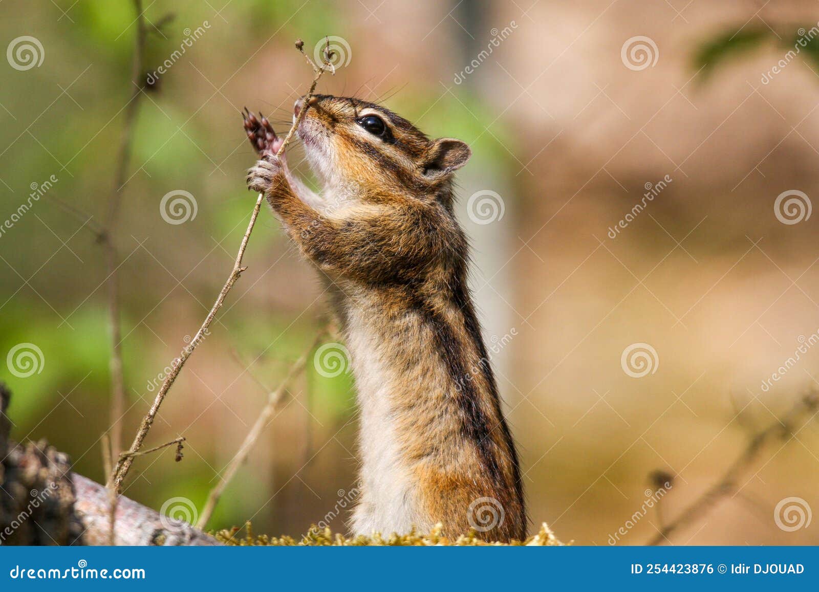 Chipmunk Close-up Portrait in the Forest Stock Photo - Image of ...