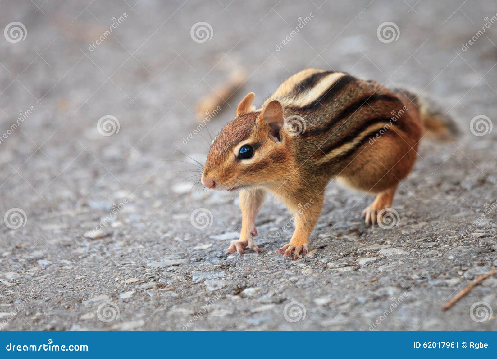 Chipmunk stock image. Image of portrait, wildlife, close - 62017961