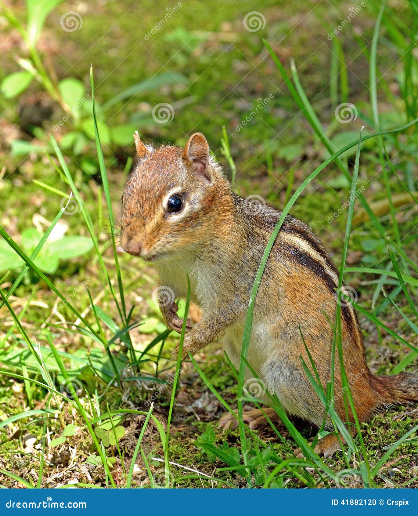 Chipmunk stock photo. Image of wildlife, view, animal - 41882120