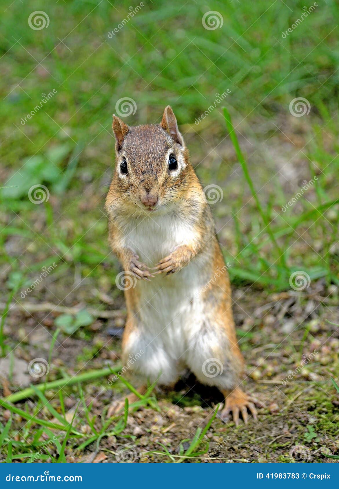 Chipmunk stock image. Image of outdoor, animal, chipmonk - 41983783