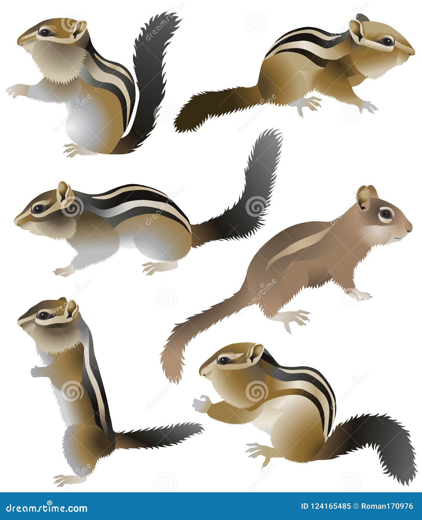 Chipmunk stock vector. Illustration of fauna, animal - 124165485