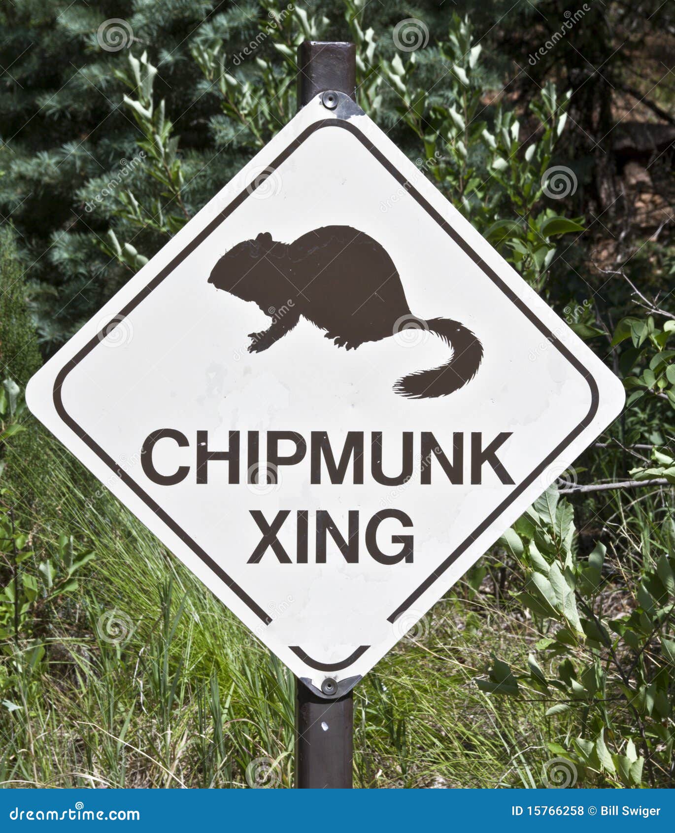 Chipmunk Crossing stock photo. Image of crossing, sign - 15766258