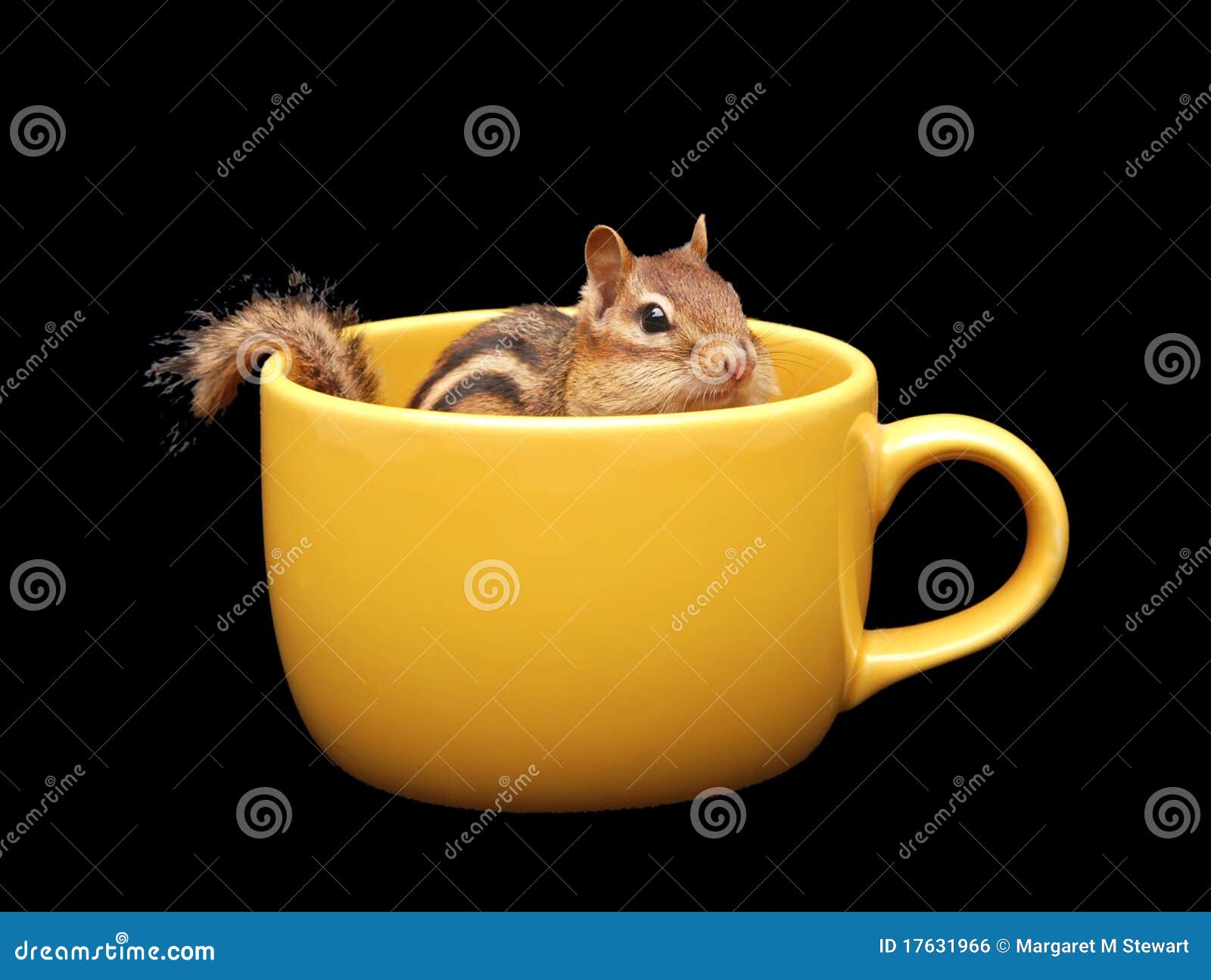 Chipmunk in a cup stock photo. Image of black, little - 17631966