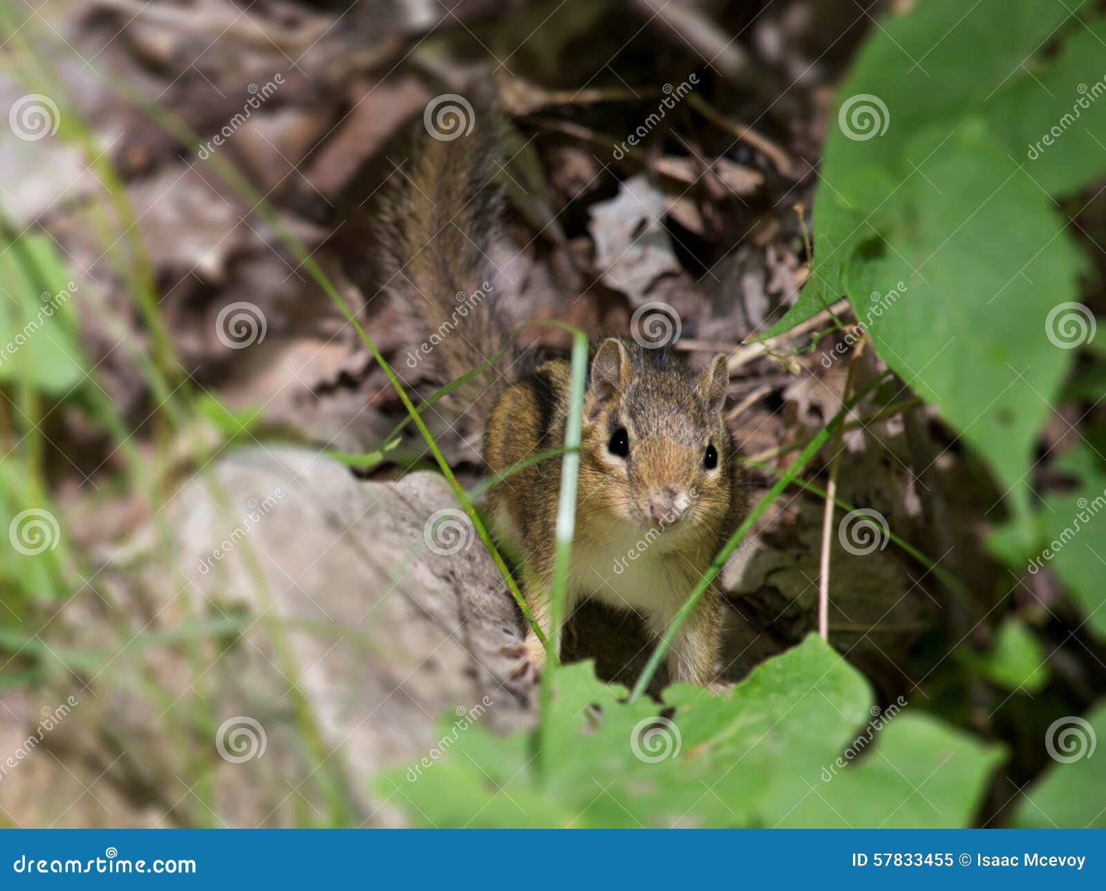 Chipmunk stock image. Image of brown, full, feet, nose - 57833455