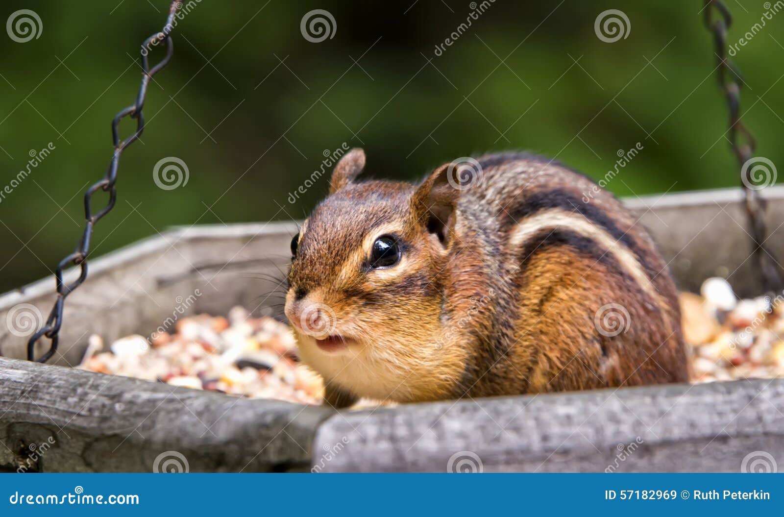 Chipmunk stock image. Image of chipmunk, mammal, sitting - 57182969
