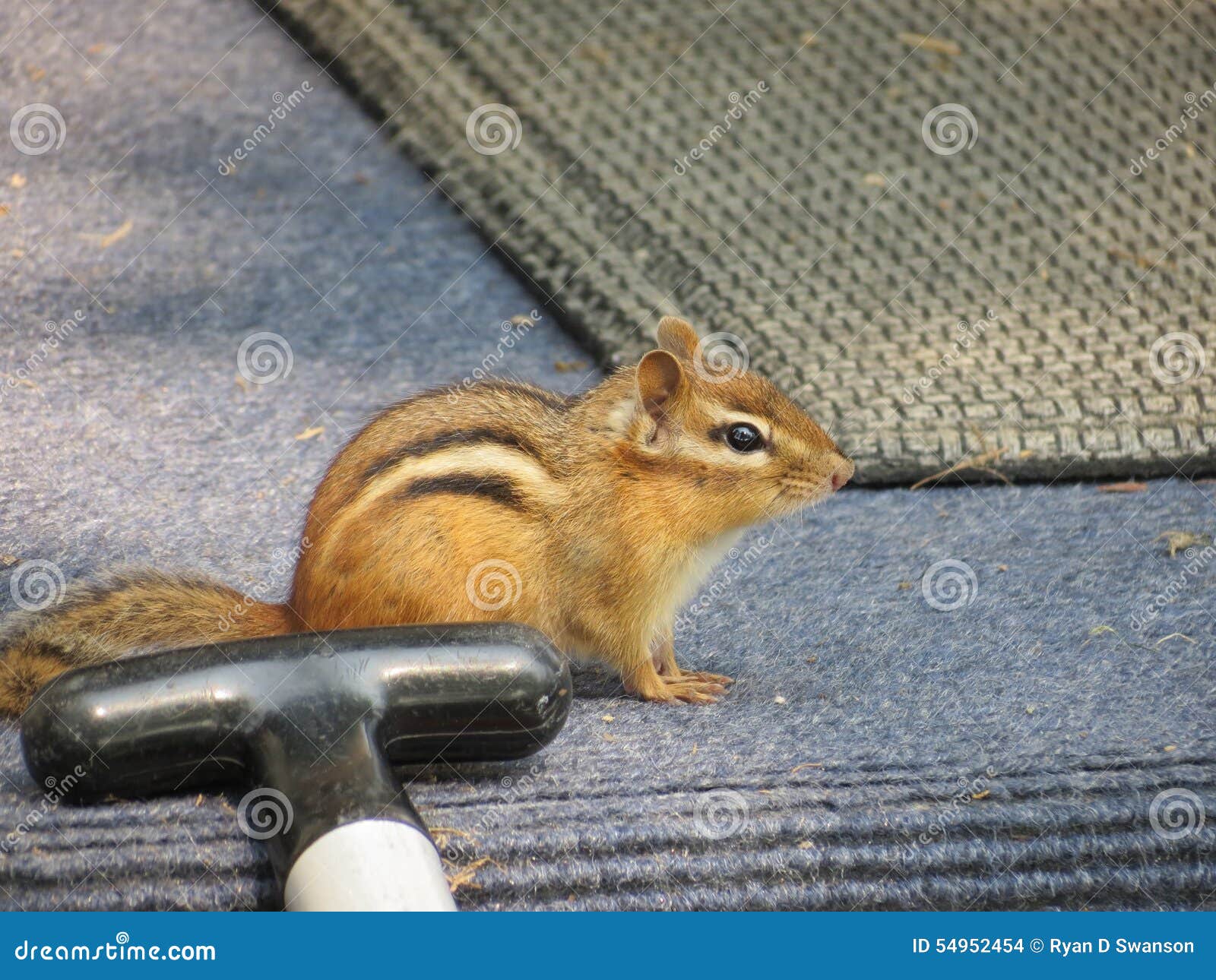 Chipmunk on Deck stock photo. Image of pond, feeding - 54952454