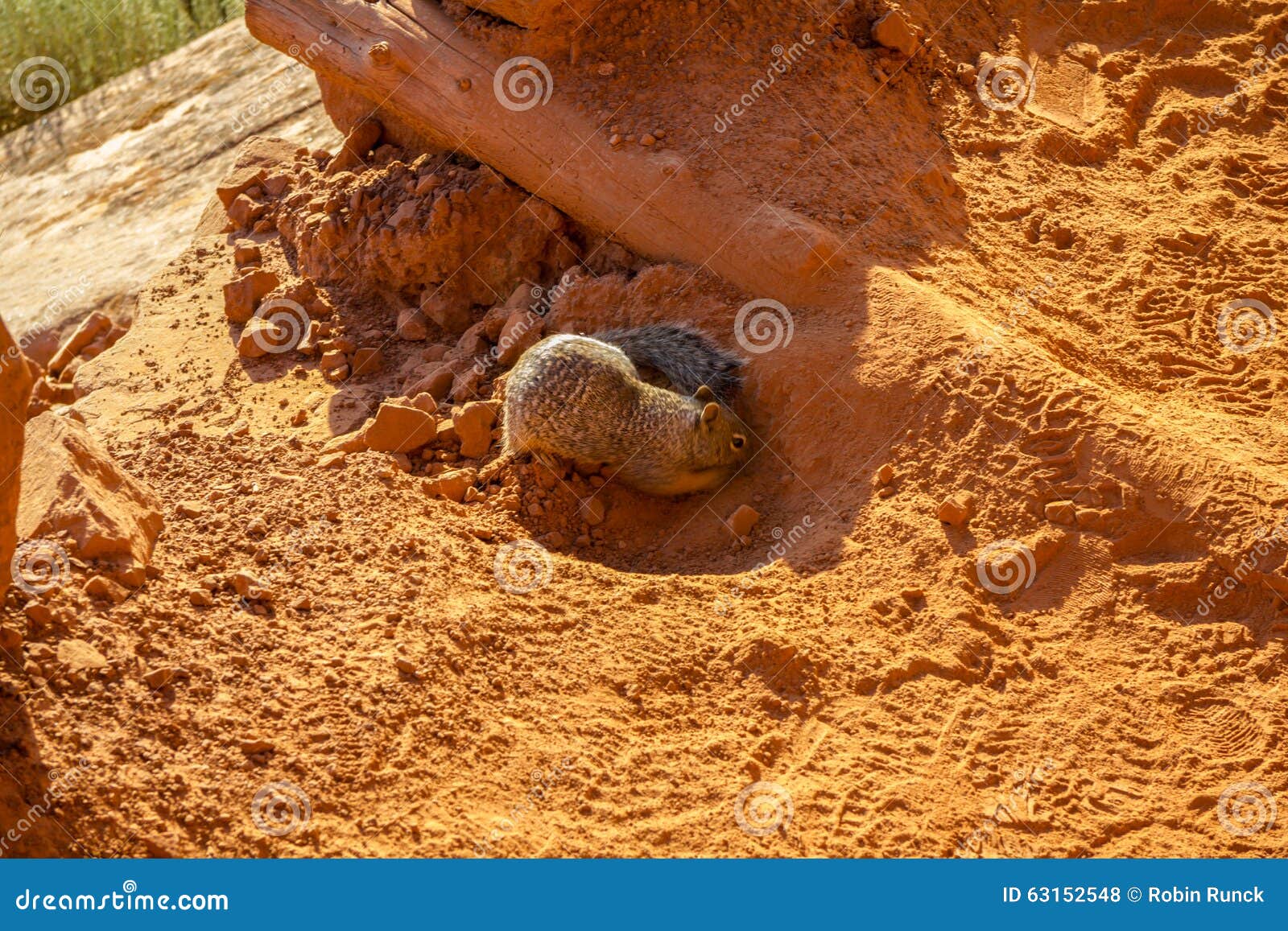 Chipmunk Digging in the Sand Stock Photo - Image of happy, masonry ...