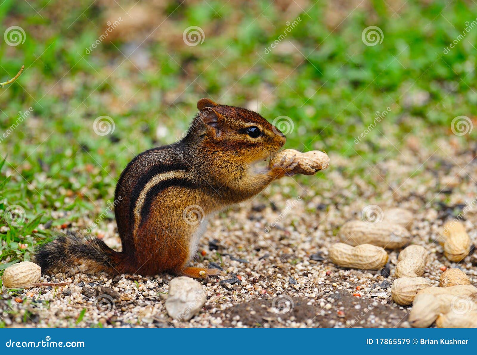 Chipmunk Eating Peanut stock image. Image of sierras - 17865579