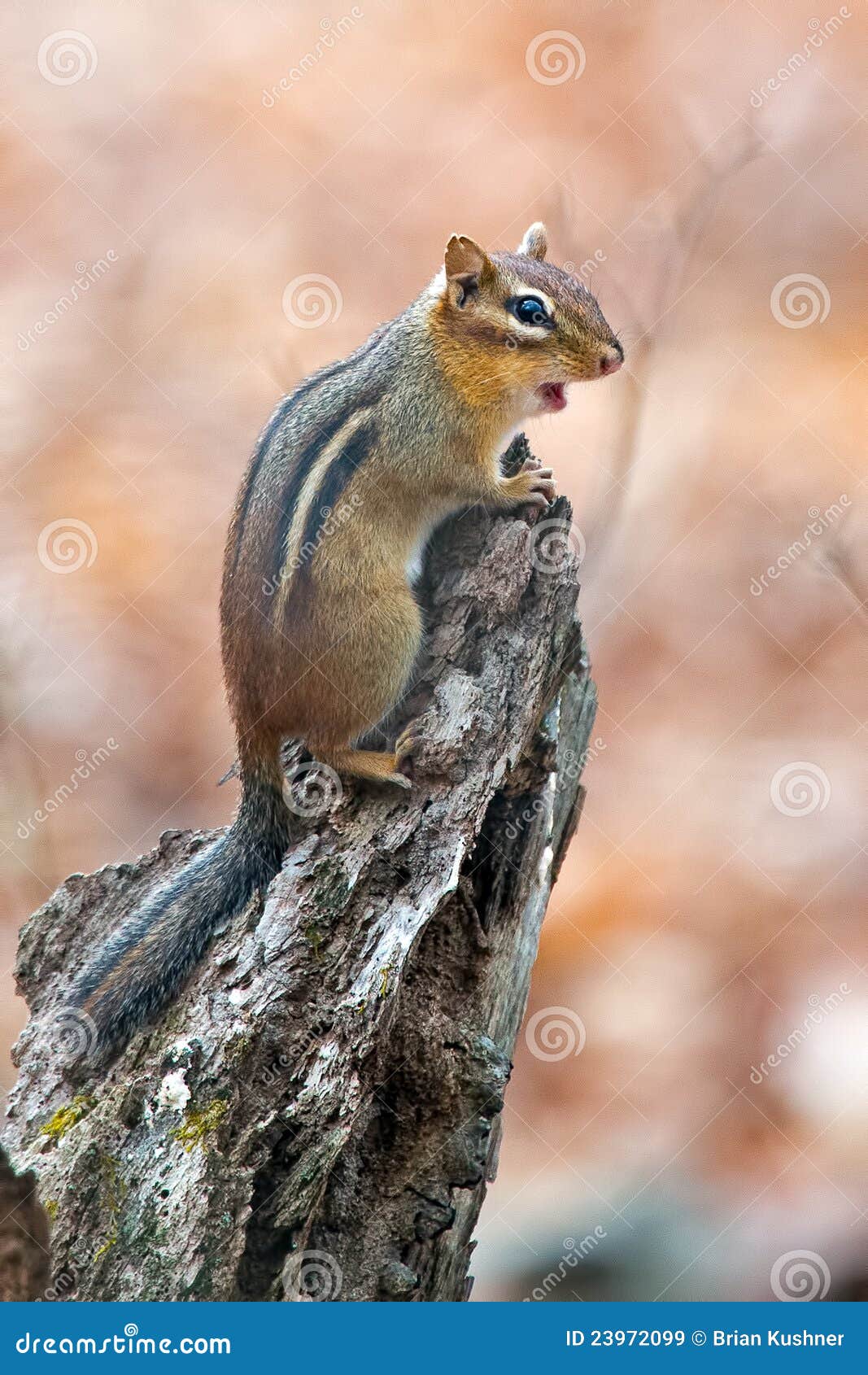 Chipmunk Climbing a tree. stock image. Image of rodent - 23972099