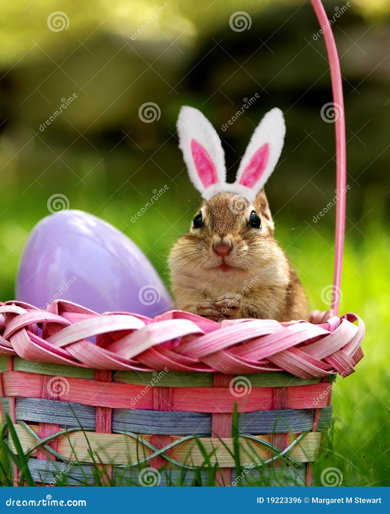 Chipmunk in Easter basket stock photo. Image of adorable - 19223396
