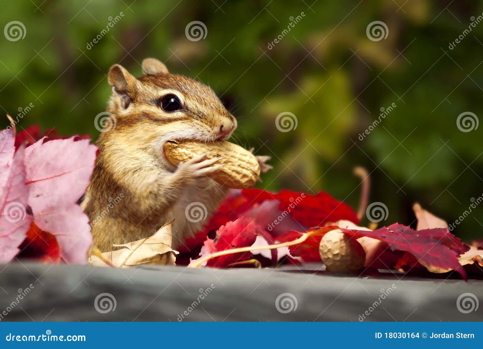 Chipmunk eating stock photo. Image of chipmunk, shot - 18030164