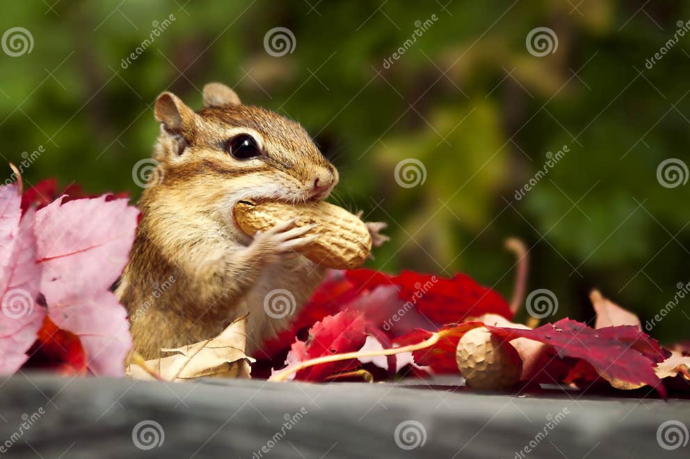 Chipmunk eating stock photo. Image of chipmunk, shot - 18030164