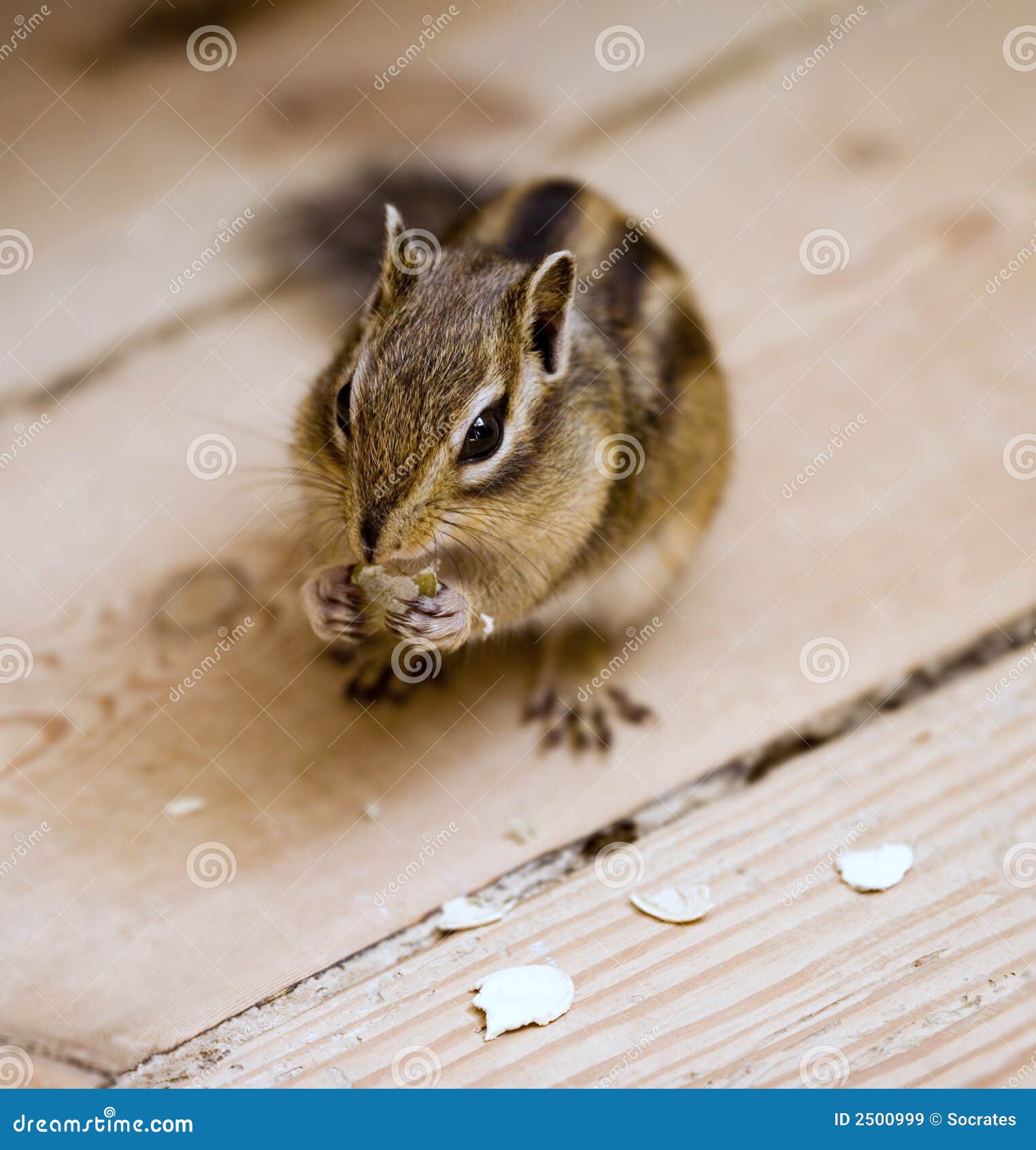 Chipmunk eating stock image. Image of feeding, creature - 2500999