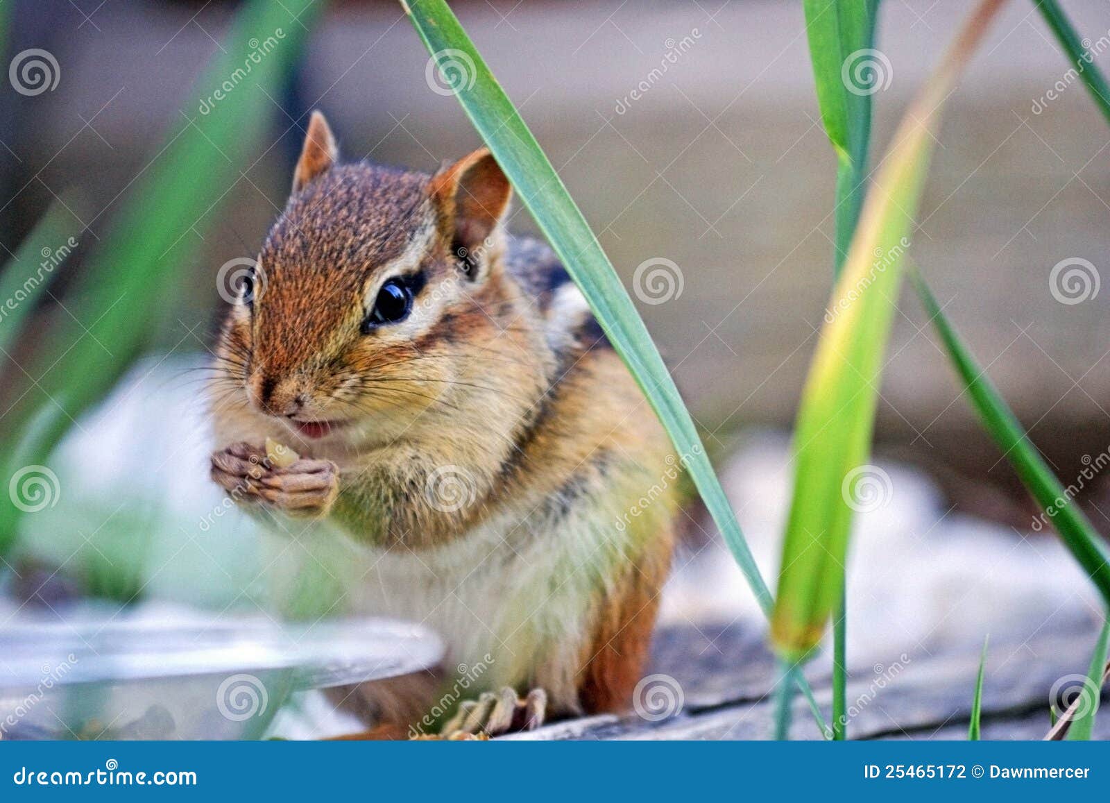 Chipmunk Eating stock photo. Image of animals, small - 25465172
