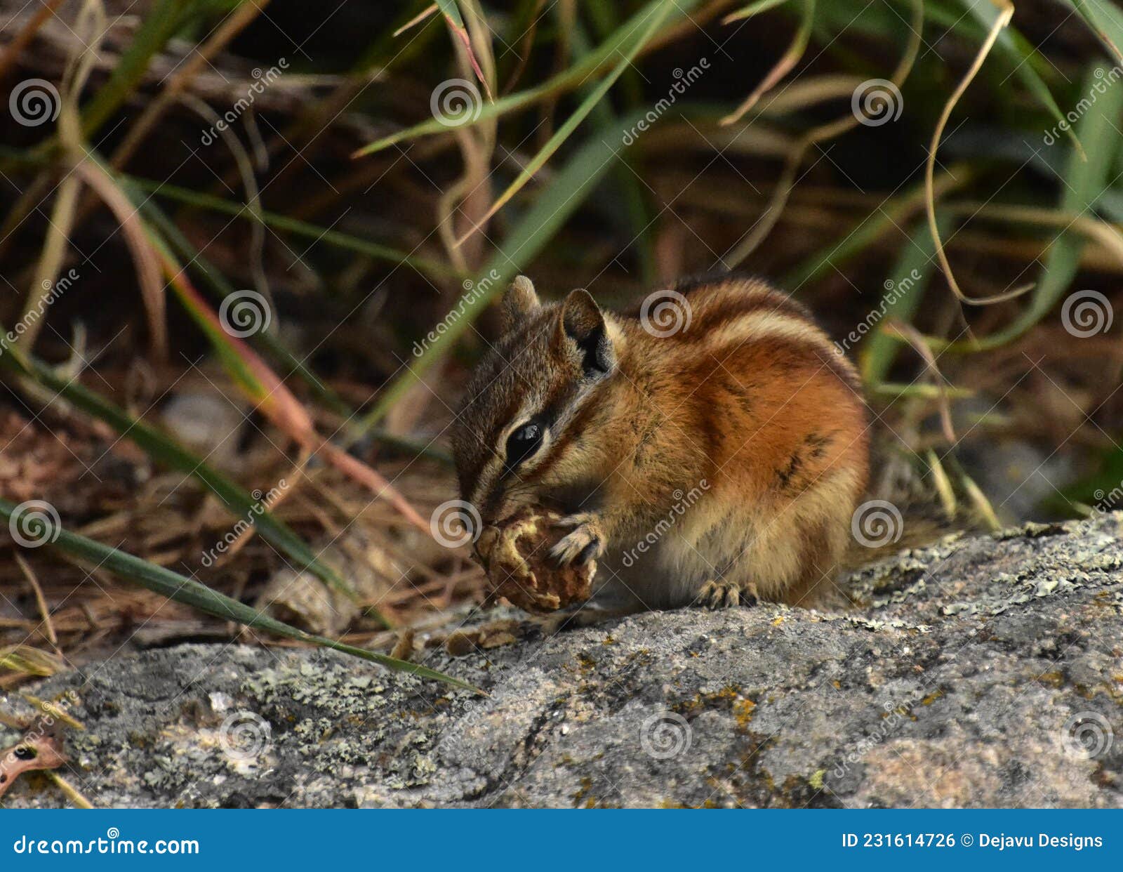 Chipmunk Eating an Acorn while on a Rock Stock Photo - Image of mammal ...