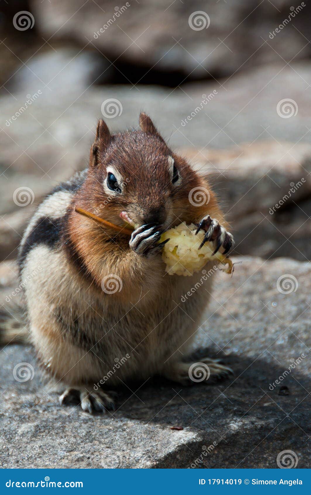 Chipmunk eating apple stock image. Image of striped, rocks - 17914019