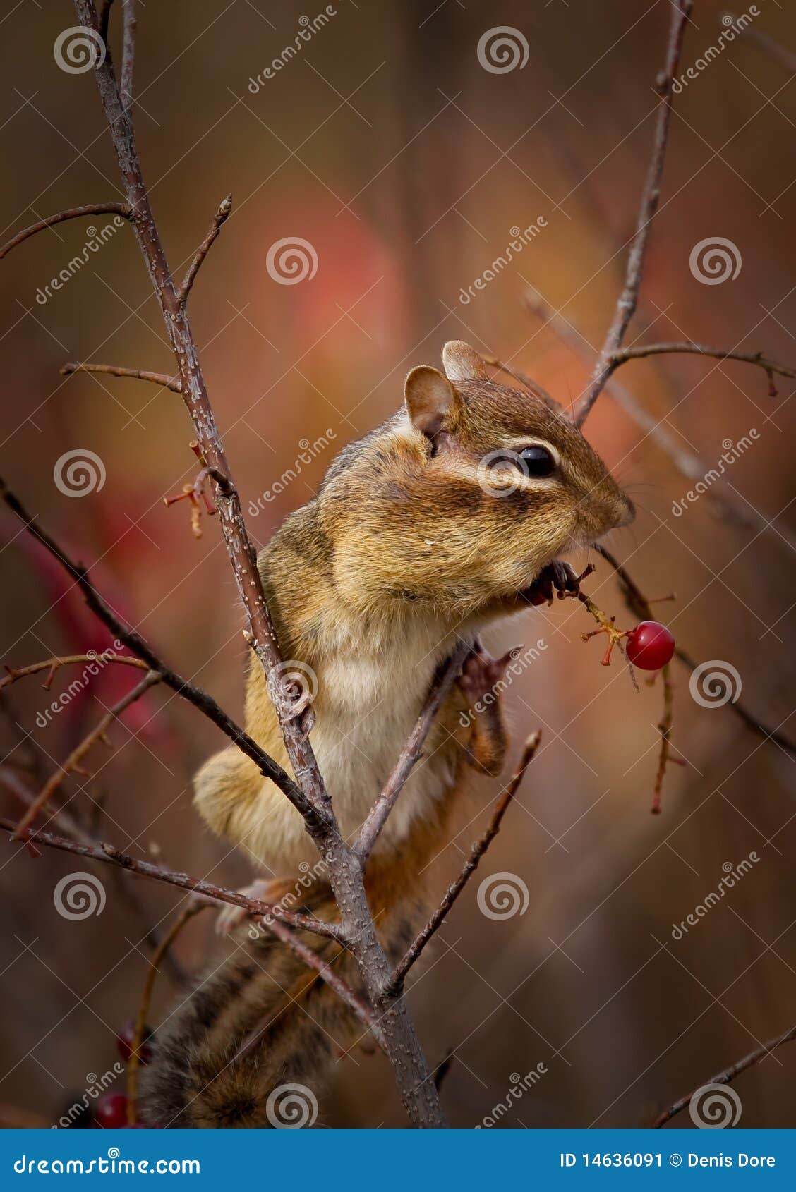 A Chipmunk is Eating Berries Stock Image - Image of chipmunk, forest ...