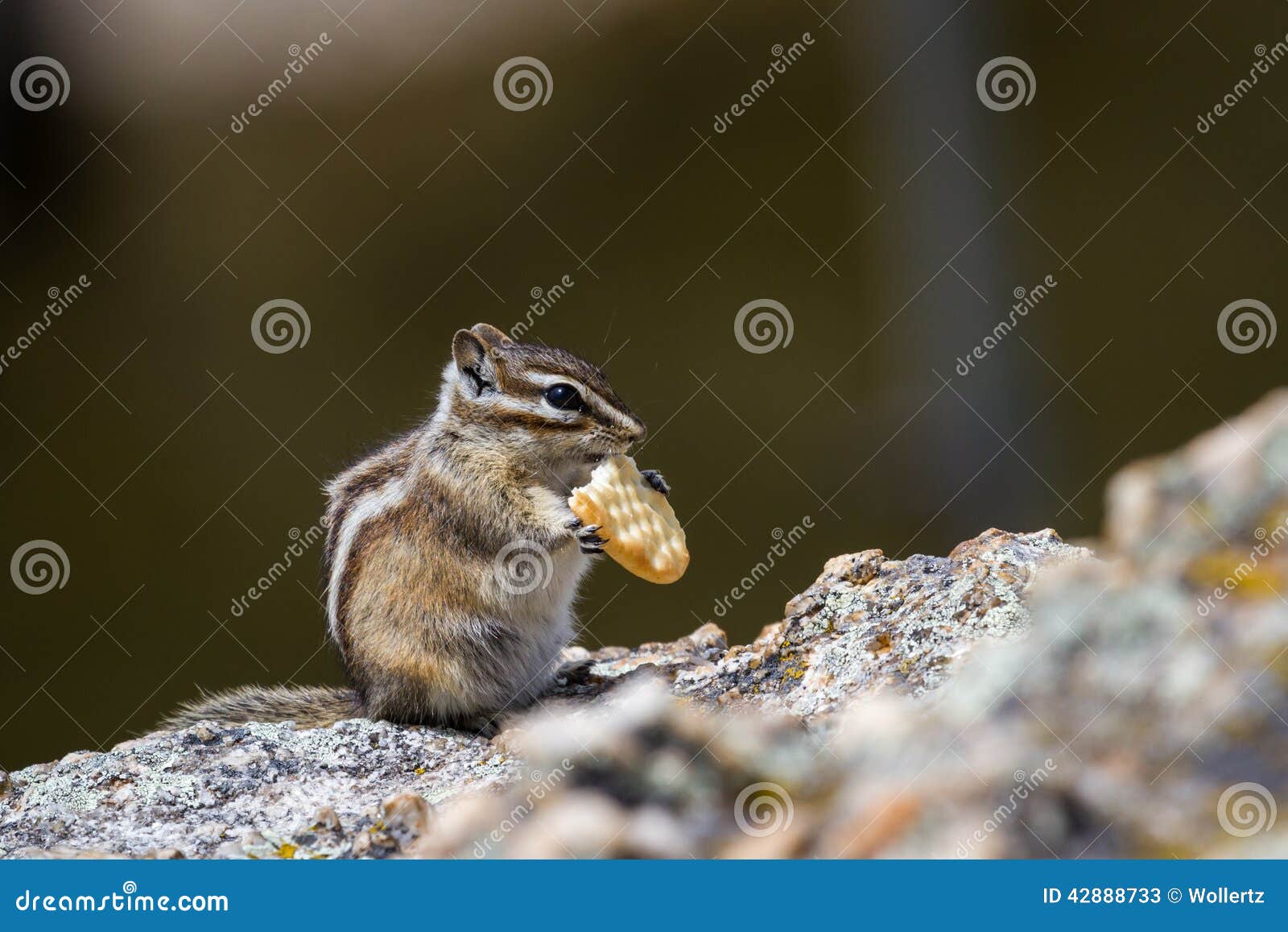 Chipmunk eating stock image. Image of munk, chipmunk - 42888733