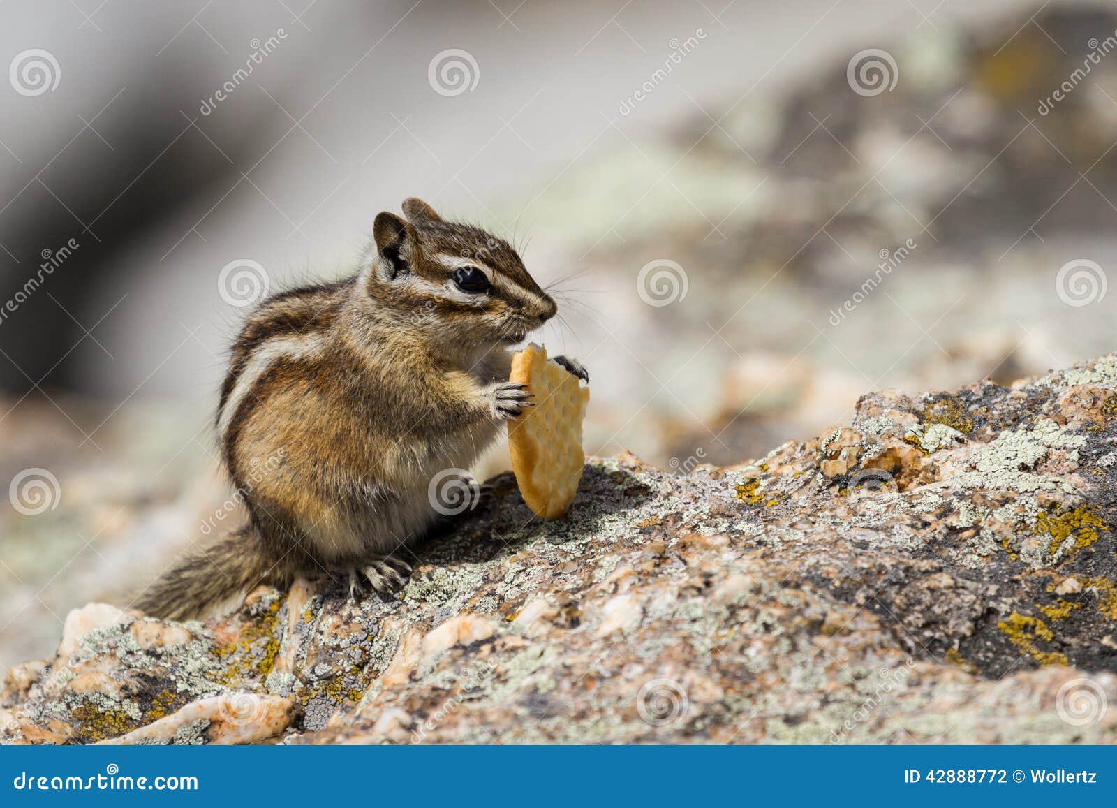 Chipmunk eating stock photo. Image of feeding, environment - 42888772