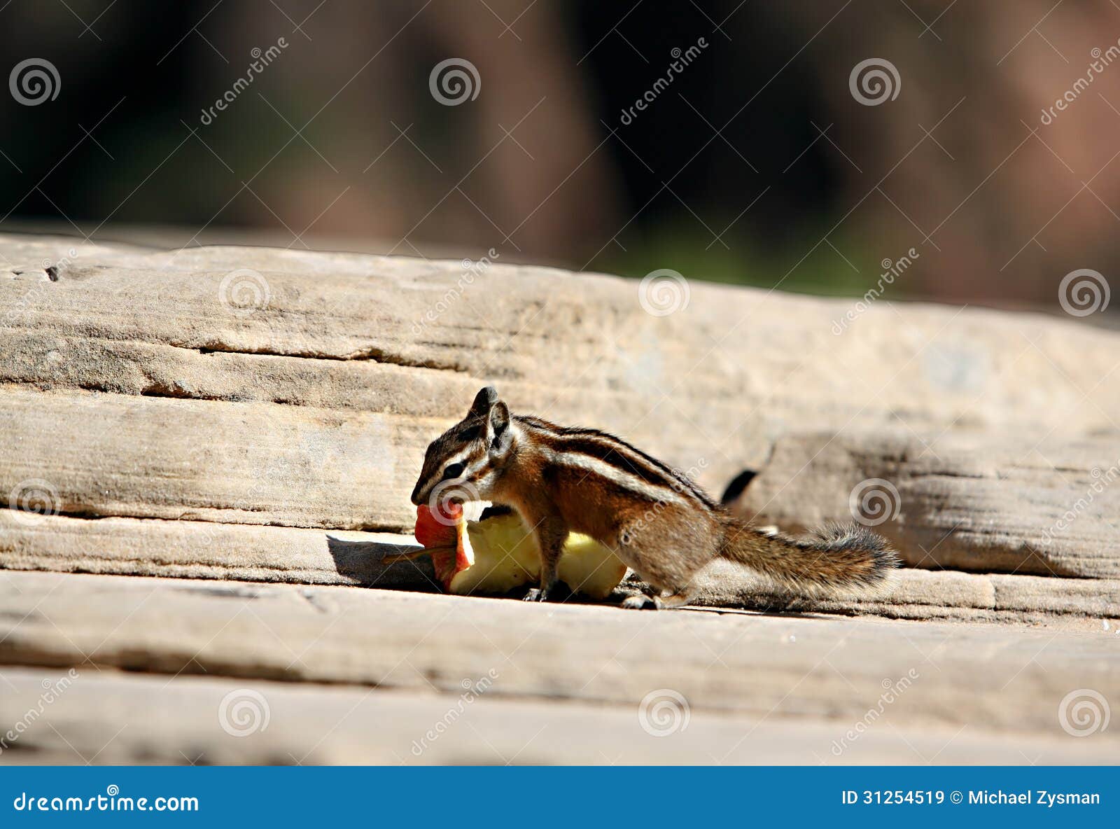 Chipmunk Eating stock image. Image of little, mammal - 31254519