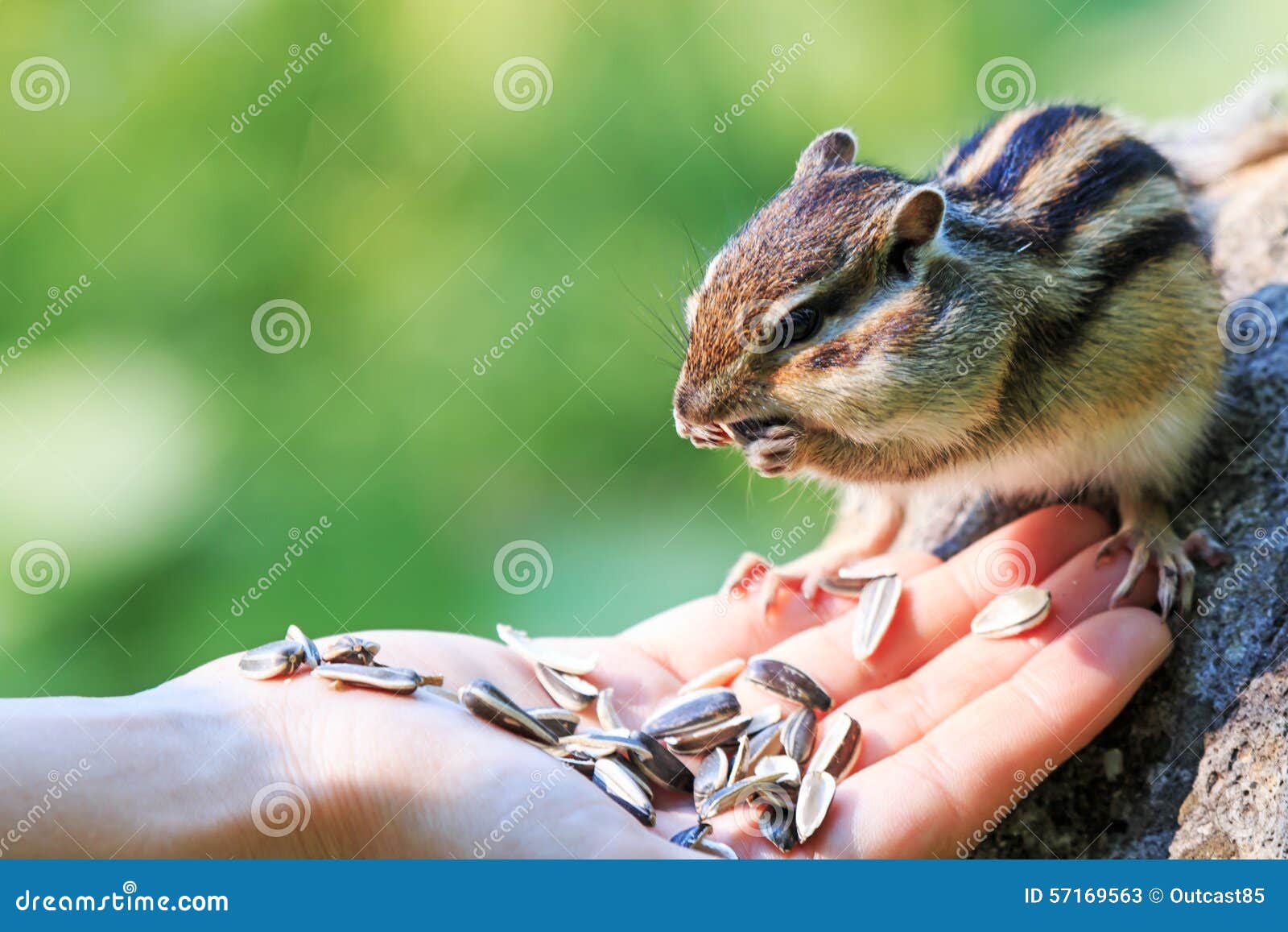 Chipmunk Eating A Grape Royalty-Free Stock Image | CartoonDealer.com ...