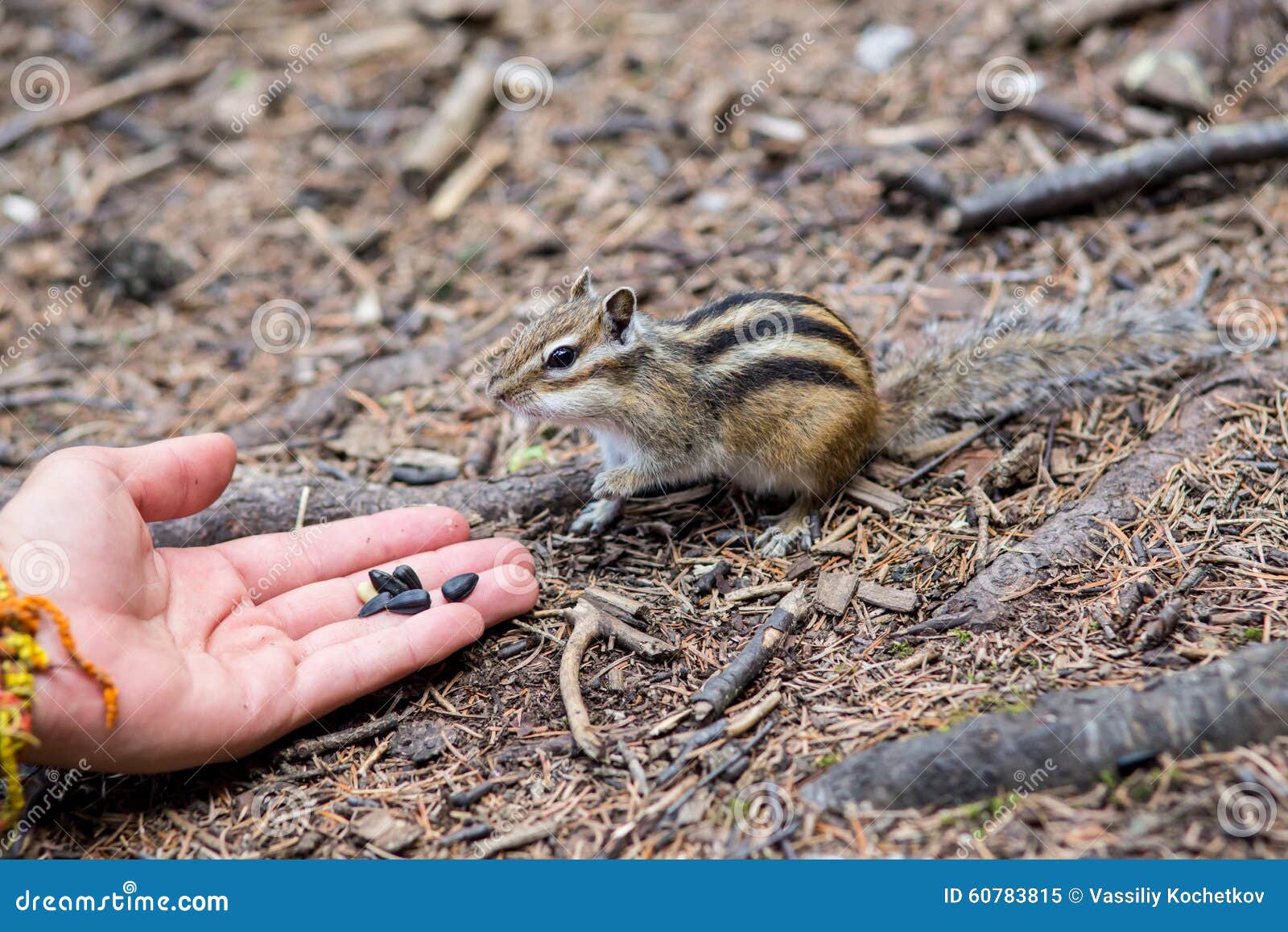Chipmunk Eating Food from the Palm of a Human Stock Image - Image of ...