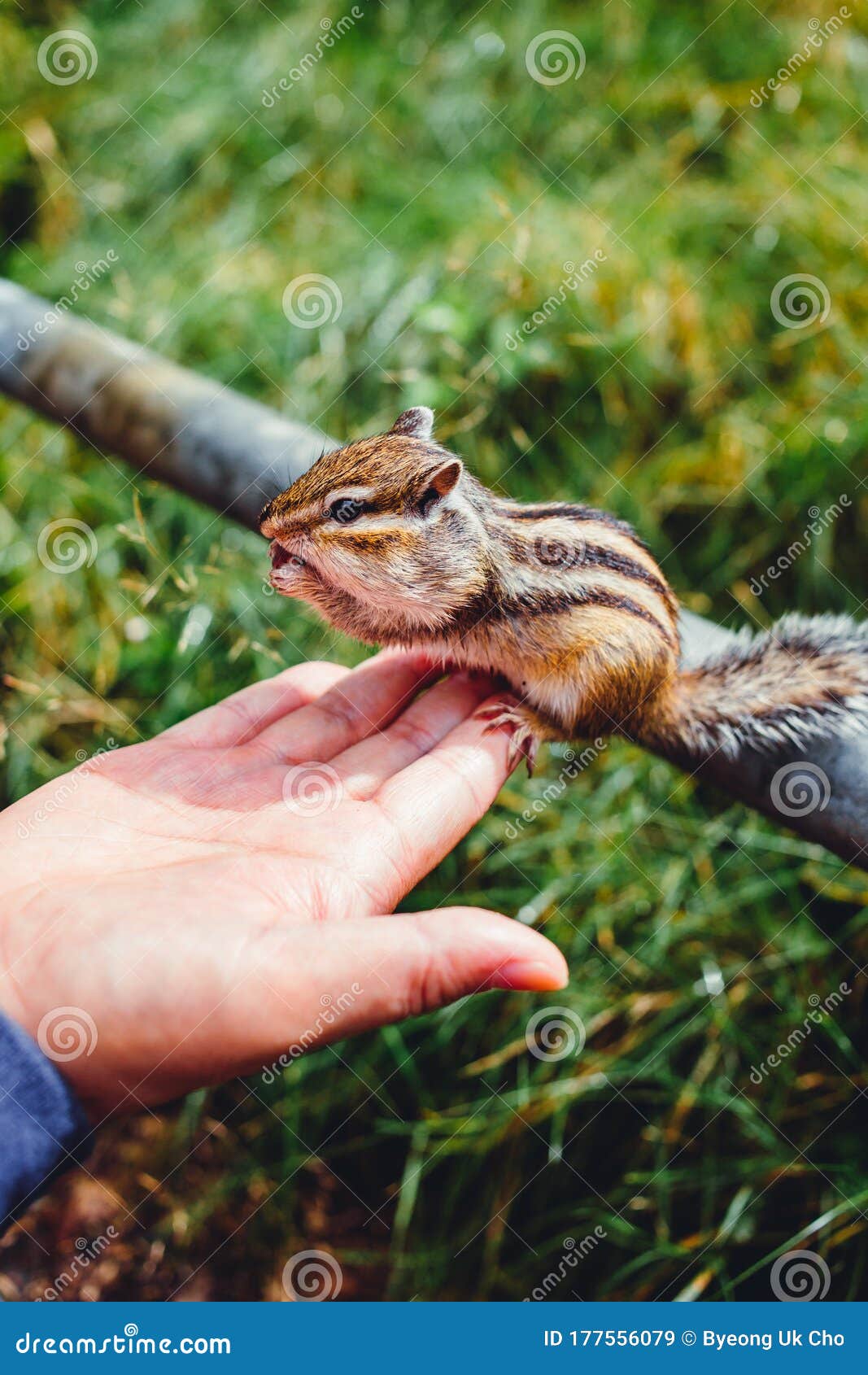 Chipmunk Eating from Hand at Japanese National Park Stock Image - Image ...