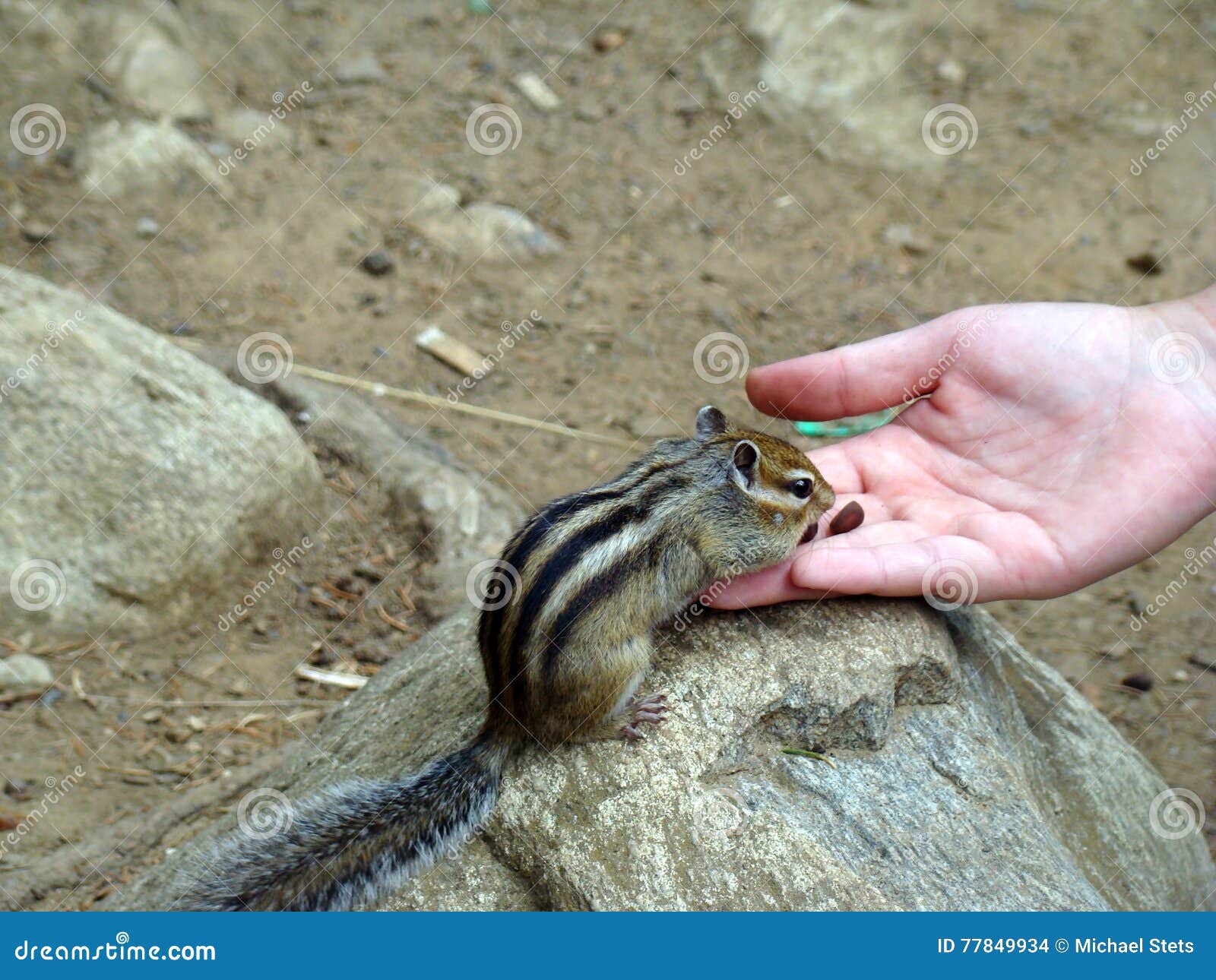 Chipmunk Eating from Human S Hand Stock Photo - Image of hand, life ...