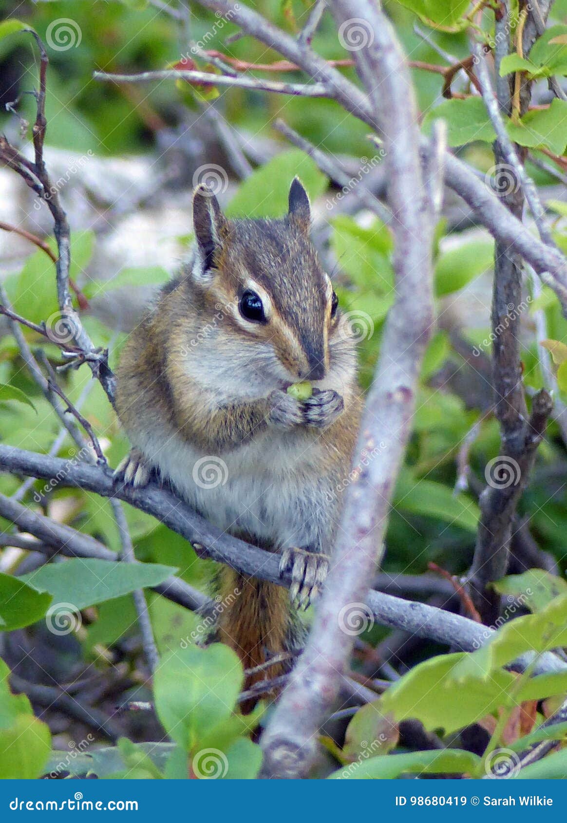 Chipmunk stock image. Image of stripe, america, face - 98680419
