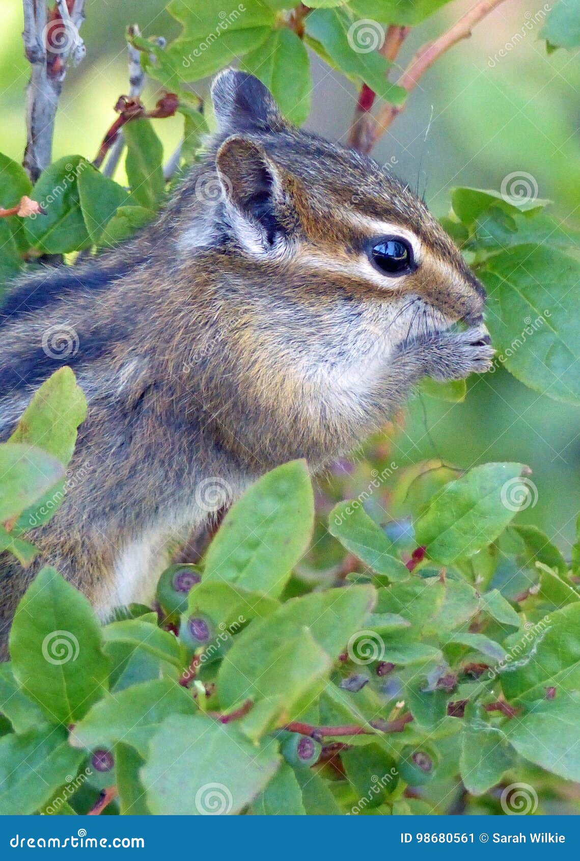 Chipmunk stock image. Image of wild, face, washington - 98680561