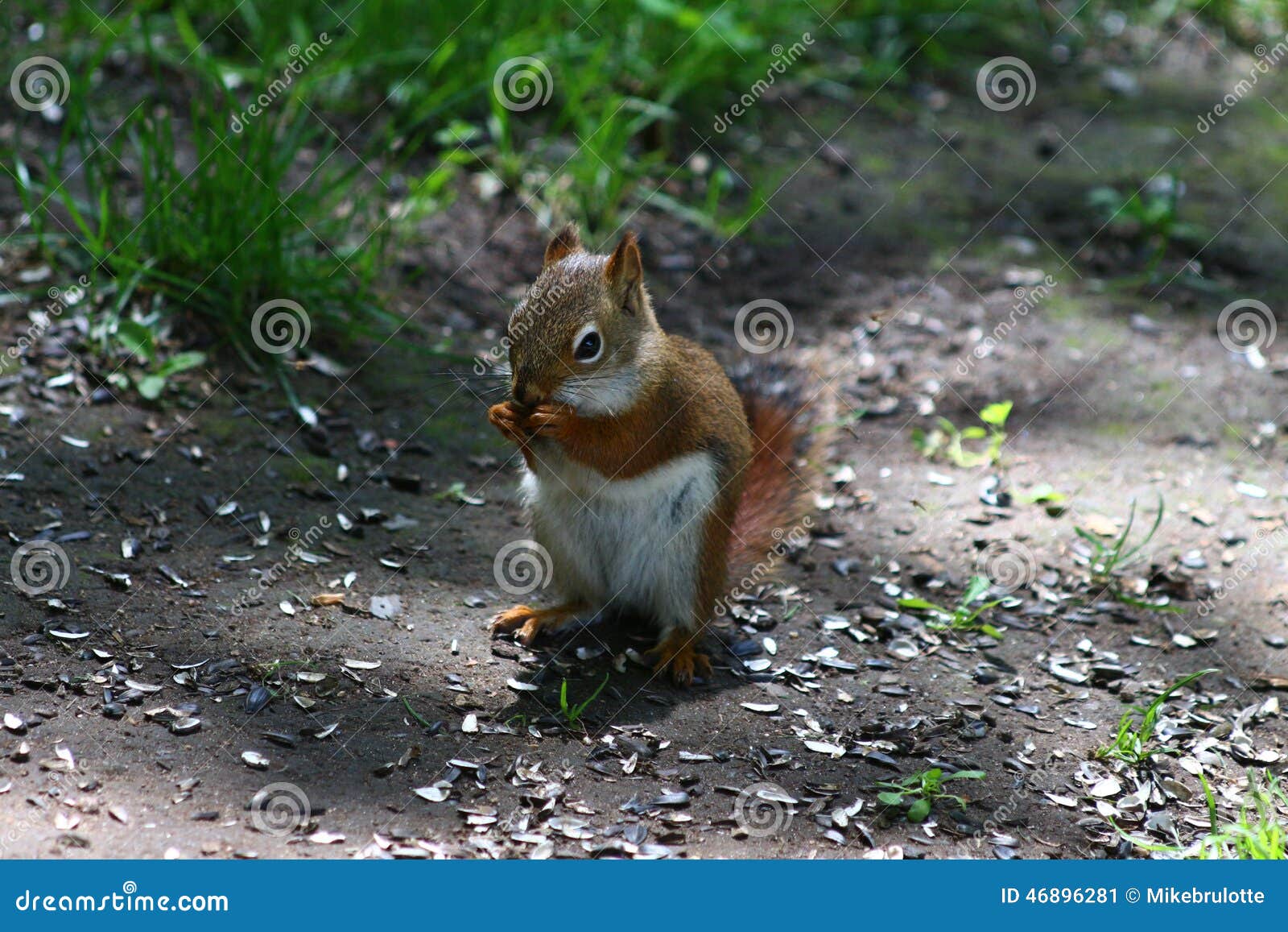 Chipmunk Eating stock image. Image of summer, feeding - 46896281