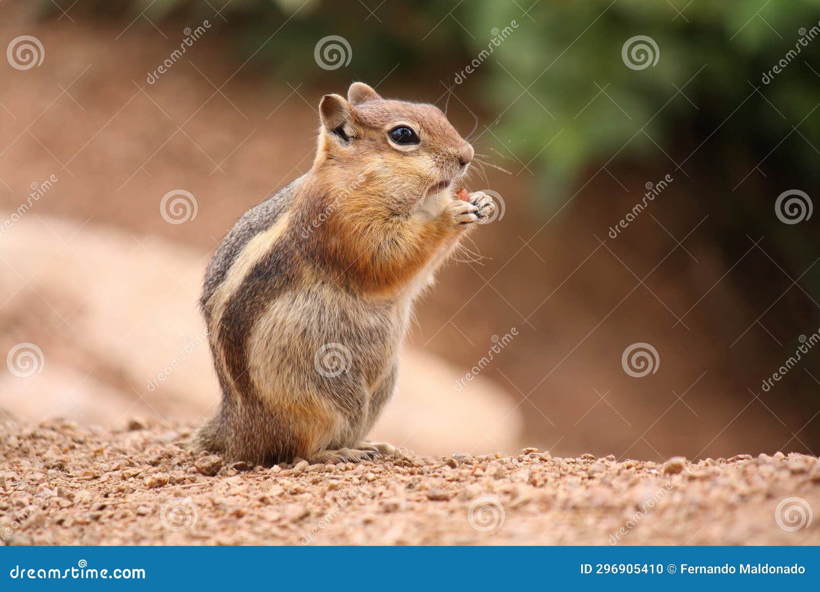 Chipmunk Eating while Looking To the Side Stock Photo - Image of branch ...