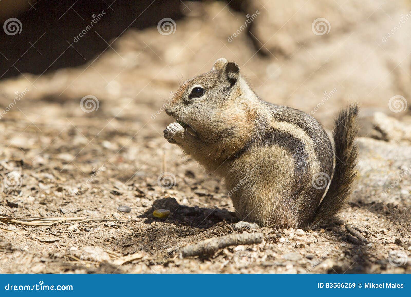 Chipmunk Eating On Picnic Table Stock Photography | CartoonDealer.com ...