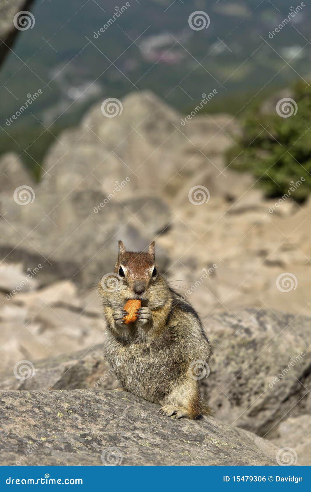 Chipmunk Eating Nut stock photo. Image of wildlife, animals - 15479306