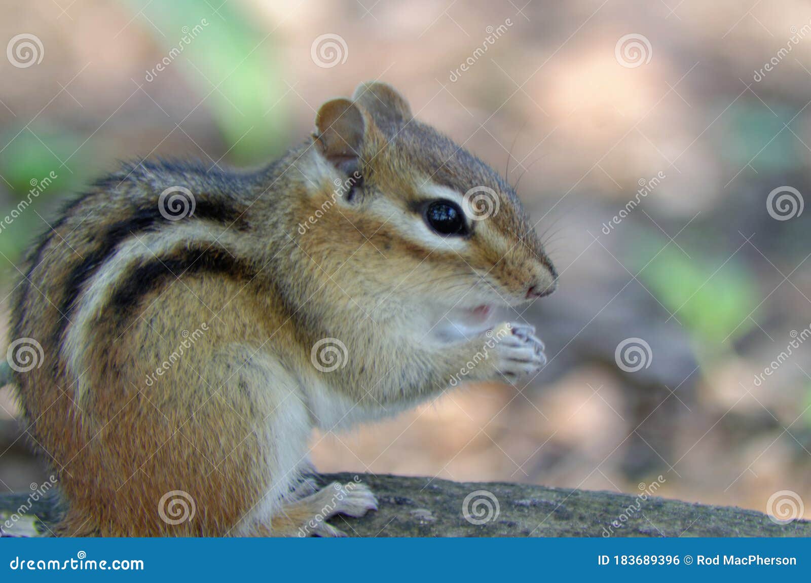 Chipmunk eating a nut stock photo. Image of rodent, chipmunk - 183689396