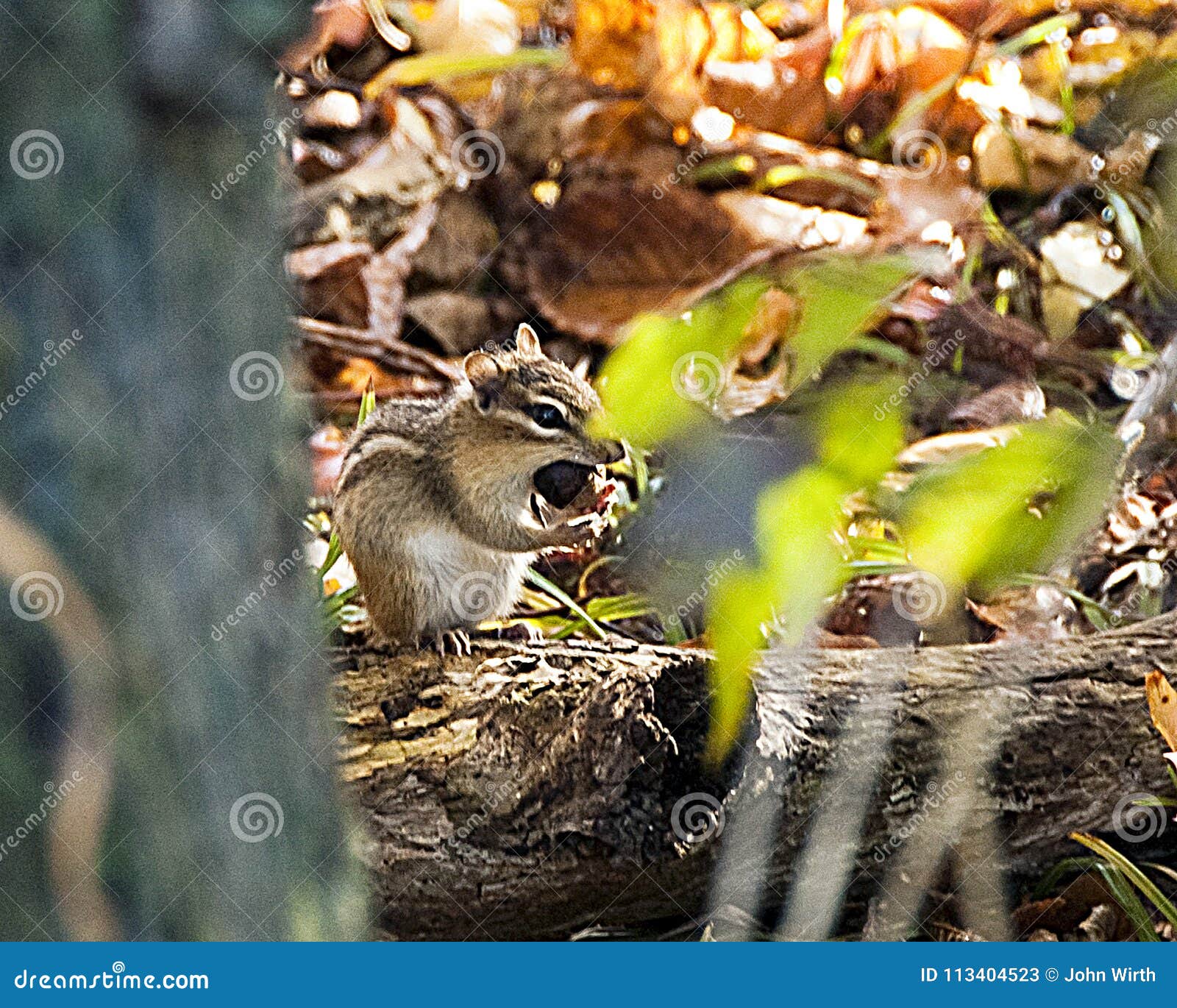Chipmunk Eating a Nut in the Fall Stock Image - Image of adobe ...