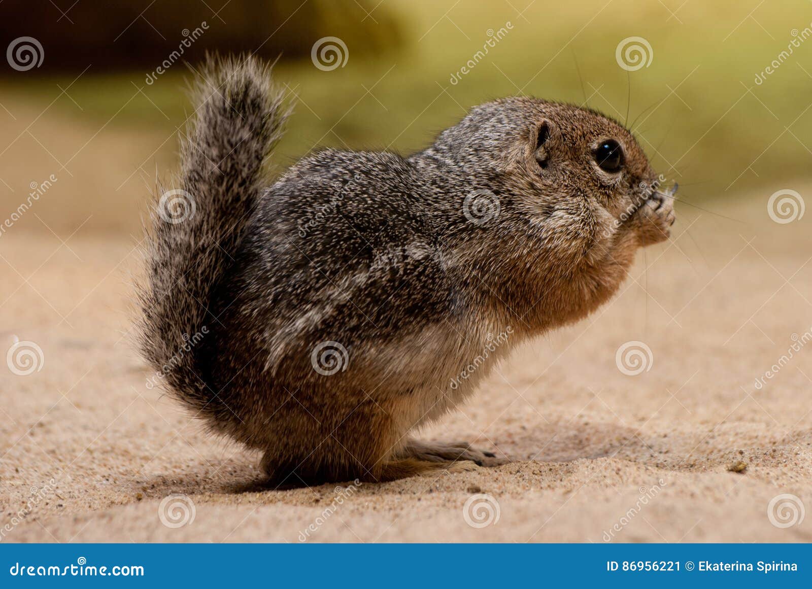 Chipmunk is eating a nuts stock image. Image of animal - 86956221
