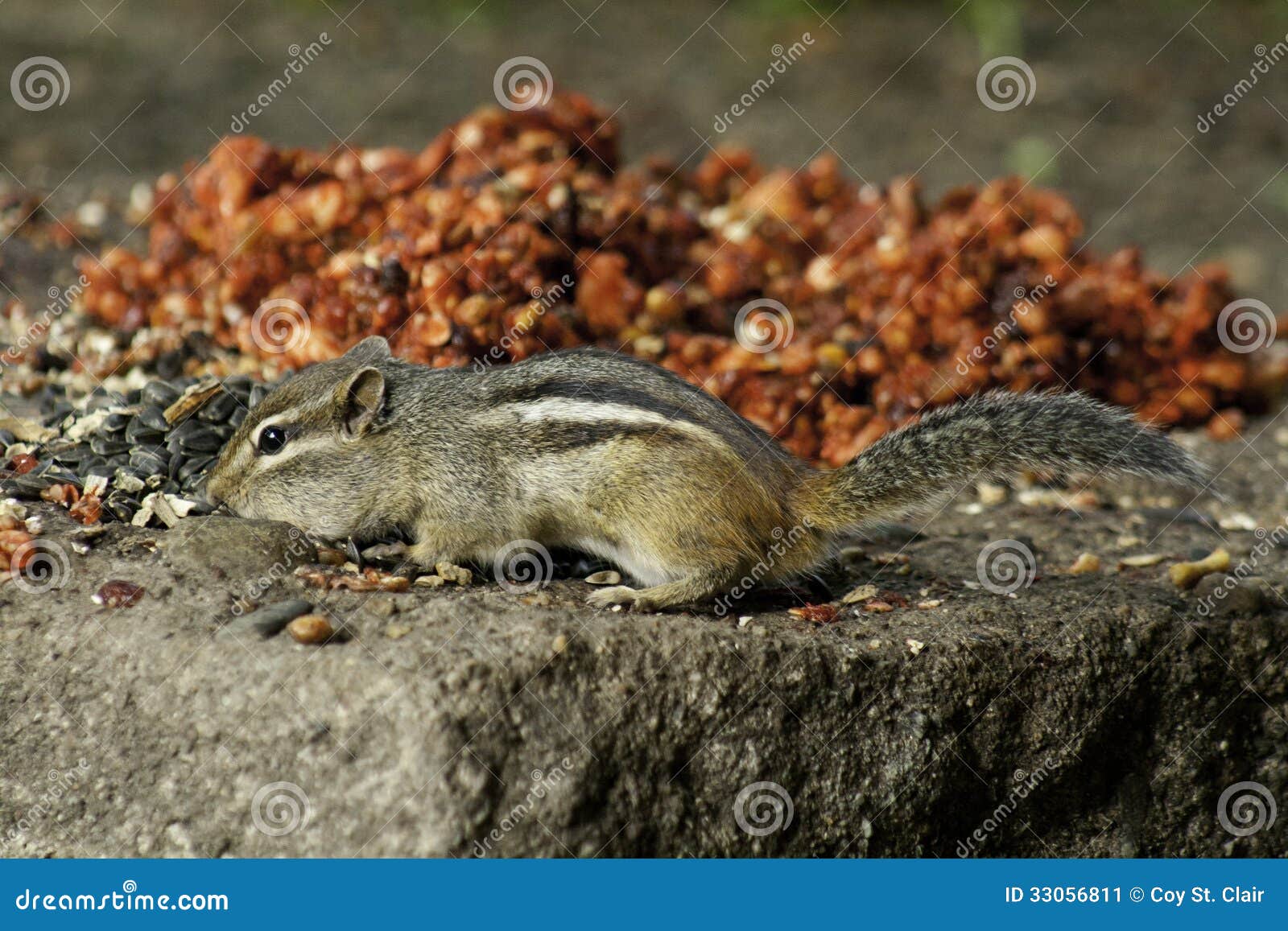 Chipmunk stock image. Image of wildlife, mammal, teeth - 33056811