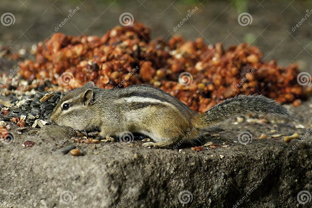 Chipmunk stock image. Image of wildlife, mammal, teeth - 33056811
