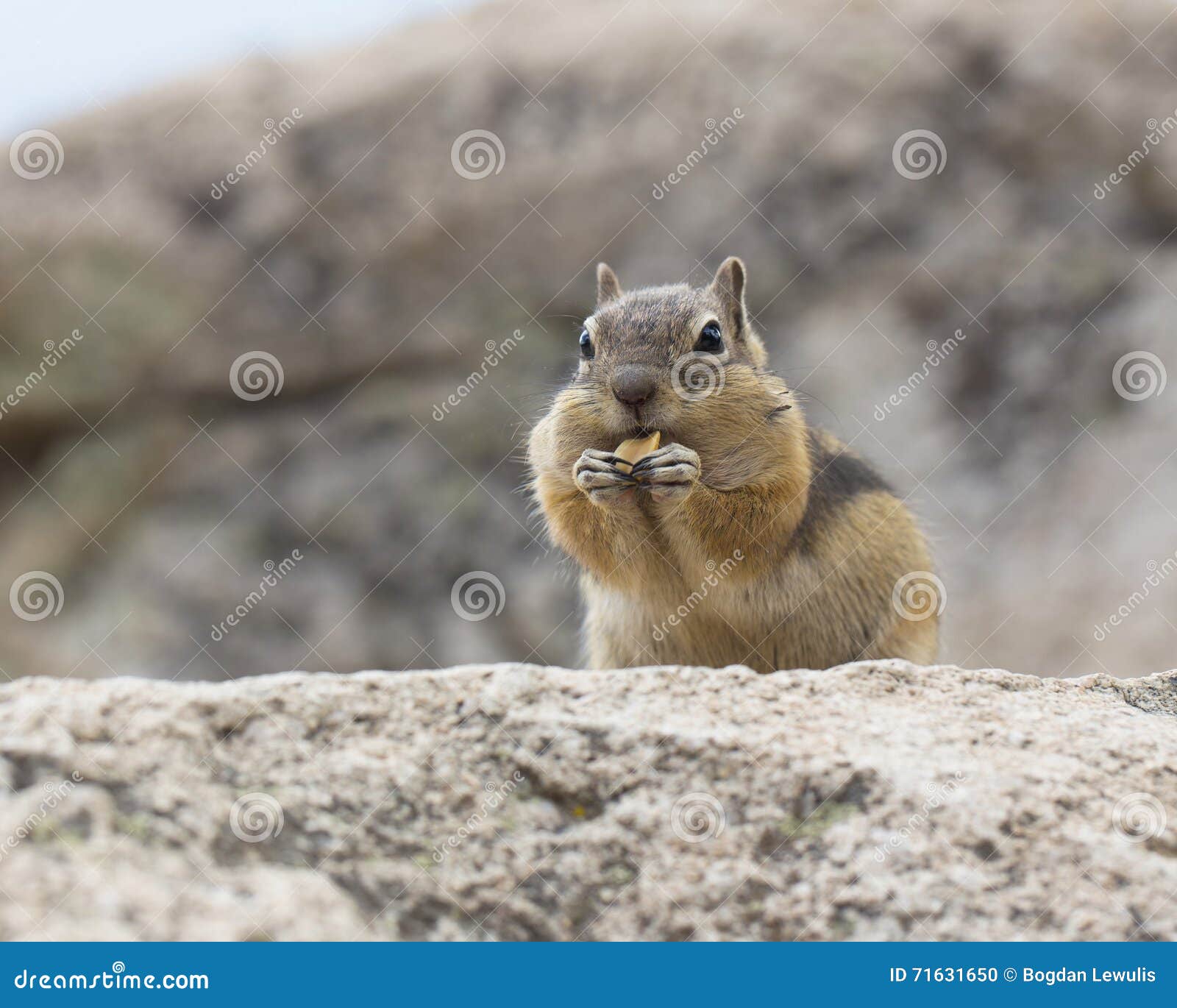 Chipmunk Eating nuts stock photo. Image of portrait, county - 71631650