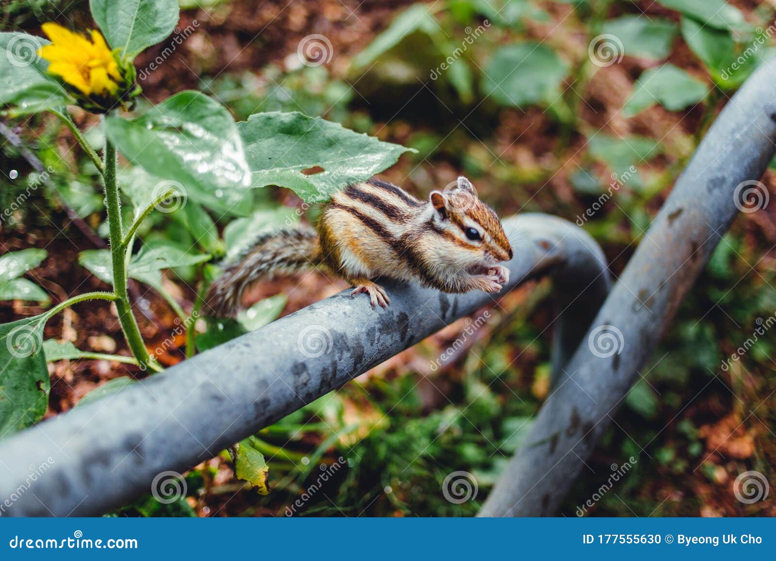 Chipmunk Eating Nuts at Japanese National Park Stock Photo - Image of ...