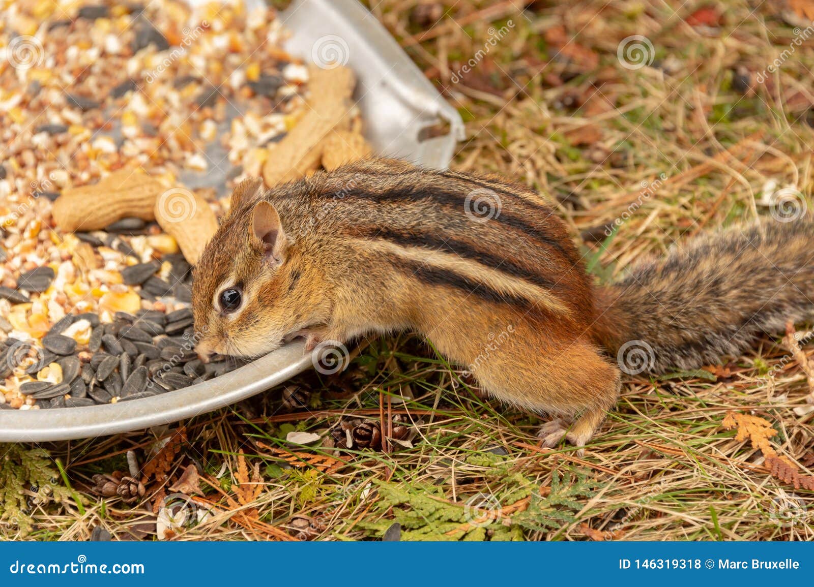 Chipmunk in Quebec, Canada stock photo. Image of closeup - 146319318