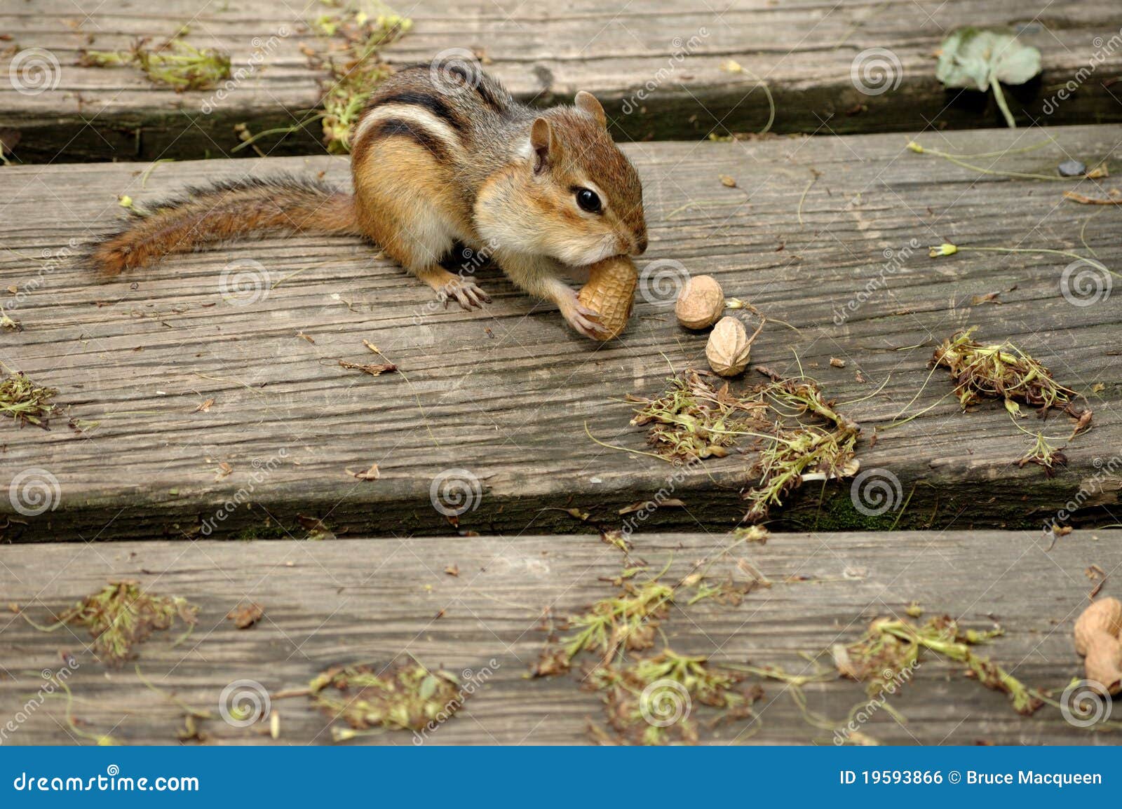 Chipmunk Eating Peanut. stock photo. Image of animal - 19593866