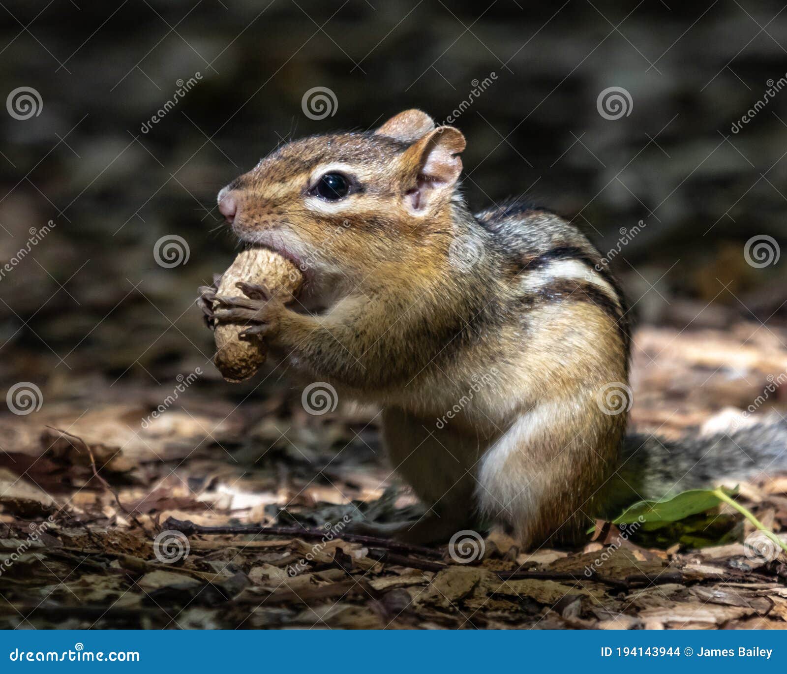 CHIPMUNK EATING a PEANUT stock photo. Image of adorable - 194143944