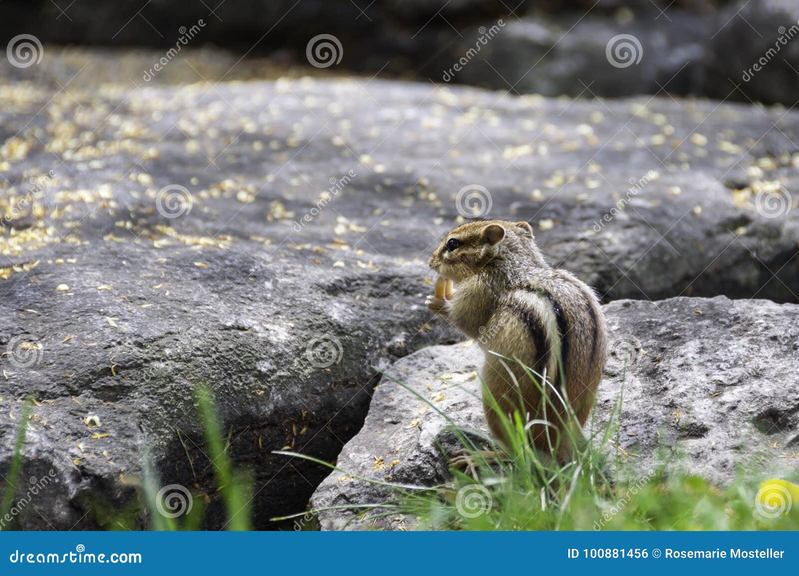 Chipmunk eating a peanut stock photo. Image of animal - 100881456