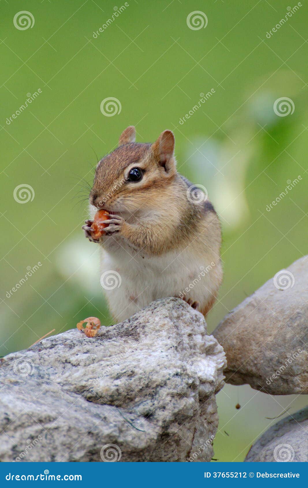 Chipmunk eating a peanut stock photo. Image of feeding - 37655212