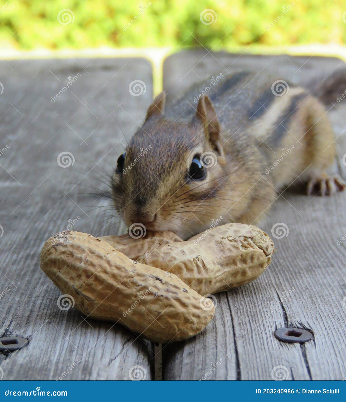 Chipmunk stock photo. Image of peanuts, nature, rodent - 203240986